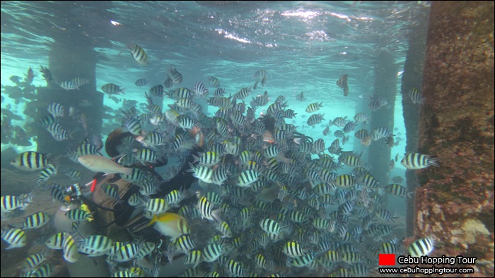 Cebu Nalusuan island Discover Scuba Diving hopping tour - 27 Nov 2012 - CebuHoppingTour.com